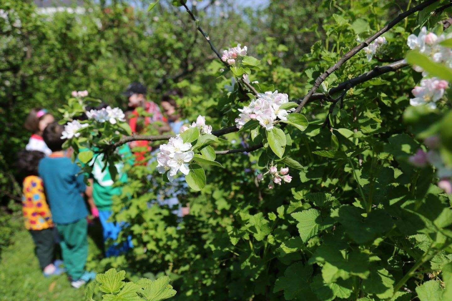 Rose Garden Orchard Glasgow: A Symphony of Scents and Colours